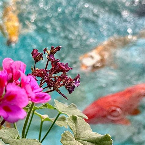 Attract Dragonflies To Your Pond And Garden Smartpond