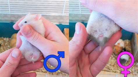 Как определить пол хомяка Сирийский хомяк Youtube