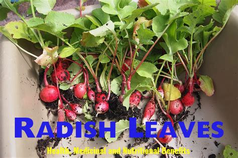 Radish Leaves Health Medicinal And Nutritional Benefits Stylish Walks