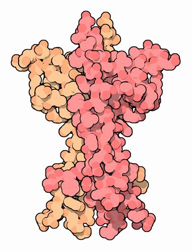 Pdb 101 Molecule Of The Month Neurotrophins
