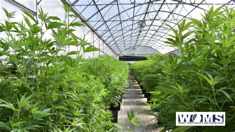Vacuum Technology The Next Frontier In Cannabinoid Extraction Woms