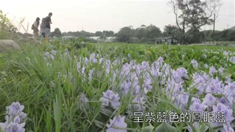 拍拖好去處元朗水尾村鳳眼藍花田 YouTube