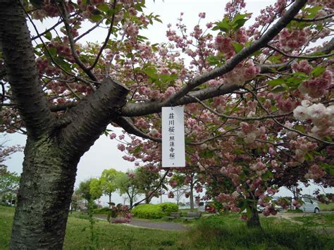 Javascript Html2canvas の中を変えてみる Sibainu Relax Room