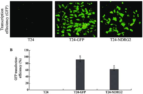Validation Of Transfection Efficiency In T24 Cells Using Fluorescence