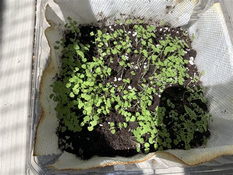 Are These Catnip Seedlings Ready To Be Replantedspaced Out Or Do They