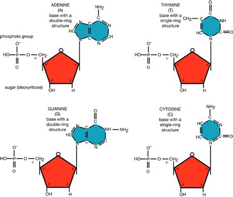 Nucleotide