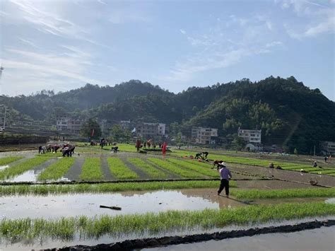 乡村春耕图片 牛春耕图片 耕牛春耕图片大全大图 大山谷图库