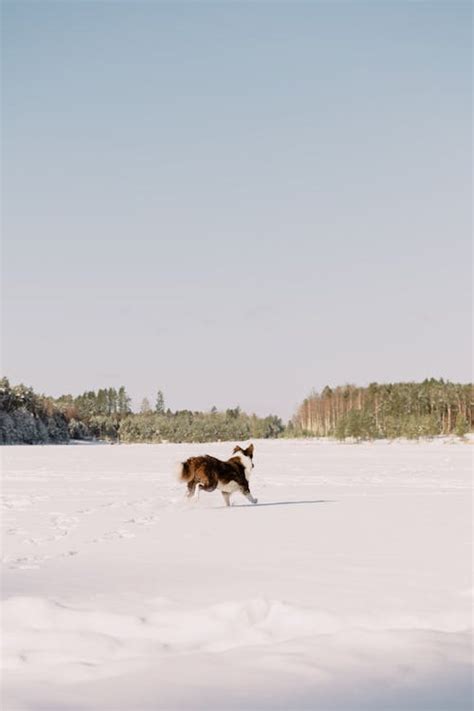 겨울 풍경 속 눈 덮인 들판 위의 보더콜리 · 무료 스톡 사진