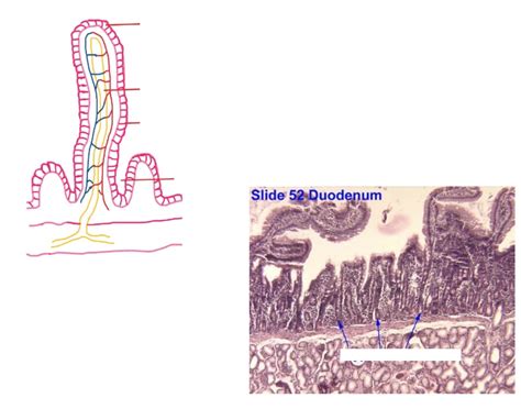 Duodenum Crypts Of Lieberkuhn Quiz