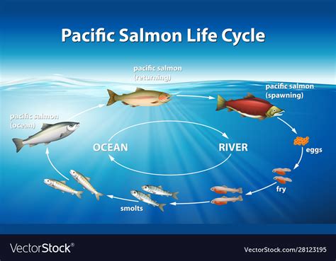 Salmon Life Cycle