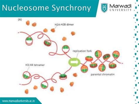 Eukaryotic Dna Replication Pptx