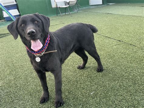 래브라도리트리버다온 강아지책임분양 컴투펫케어센터