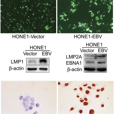 Pdf F Factor Plasmid Mediated Epstein Barr Virus Genome Introduction