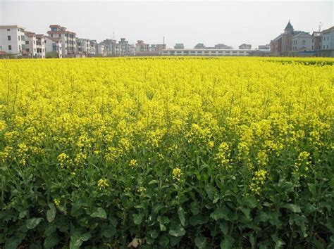 高产油菜种子绿化观赏油菜花种子榨油原料油菜种子非转基因油菜籽 阿里巴巴