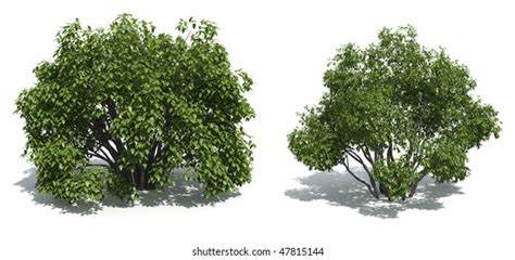 Bushes Isolated On White Background Stock Illustration 47815144