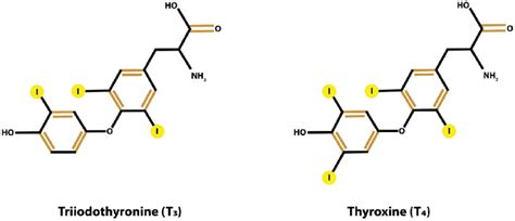 Thyroid Hormones Pedigogy
