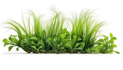 Premium Ai Image Sea Plant Elevation Side View