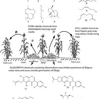 Pdf Exploiting Phytochemicals For Developing A Push Pull Crop