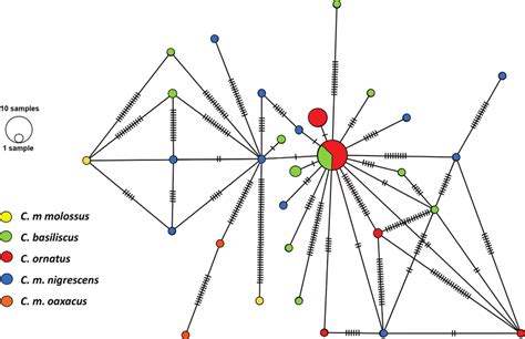 Minimum Spanning Network Constructed With Rag1 Phased Haplotypes Sizes Download Scientific