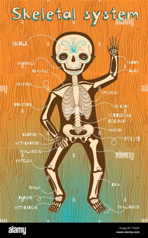 How To Draw Human Skeleton System