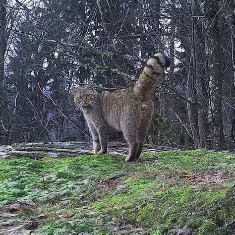 Rather Exceptionally The Sex Of An Individual Can Be Determined Based Download Scientific