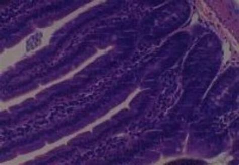 Novus Biologicals™ Mouse Multi Organ Tissue Microarray Normal Mouse Organs Perfusion Fixation