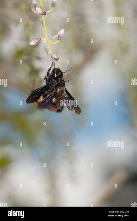 Mating Bees Hi Res Stock Photography And Images Alamy