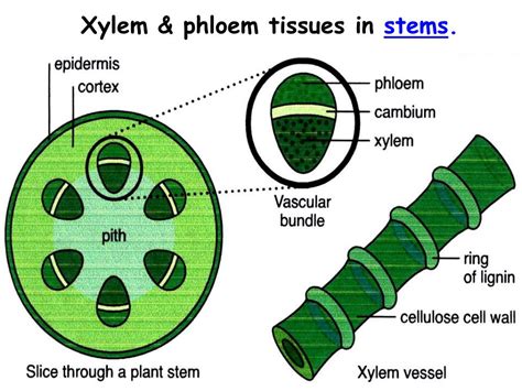 Ppt State The Functions Of Xylem And Phloem Powerpoint Presentation Id 2164064