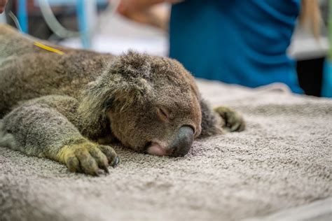 Worlds First Chlamydia Vaccine Approved For Koalas