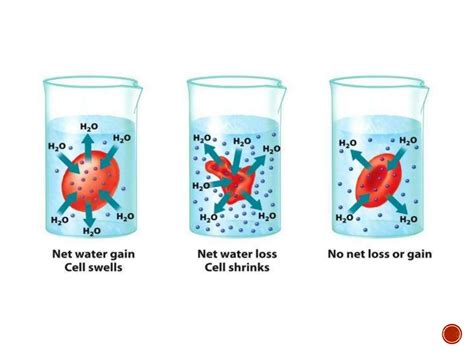 Lecture One Isotonic Solution Pptx Blood Disorders Diseases And Conditions