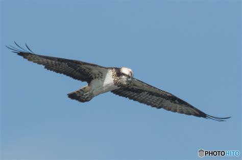 利根川鳥便りミサゴ来翔 by 730243 ID5155270 写真共有サイト PHOTOHITO