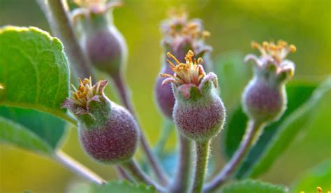 How To Choose The Best Apple Rootstock For Your Tree Minneopa Orchards