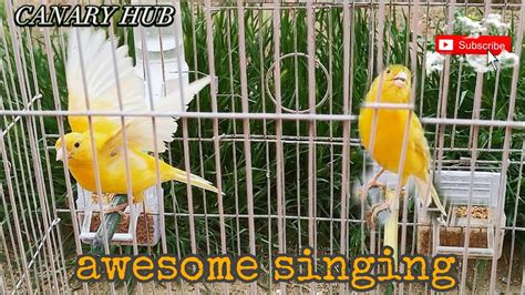 Canary Bird Singingbest Canary Training Songawesome Singing Youtube