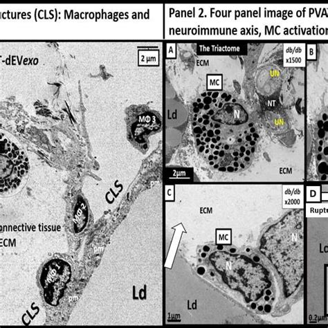 the perivascular adipose tissue pvat of descending aorta in the