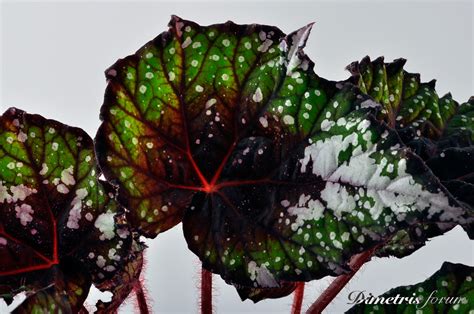 Просмотр сорта