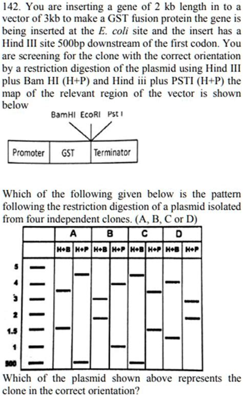You Are Inserting A Gene Of Kb Length Into A Vector Of Kb To Make A GST Fusion Protein