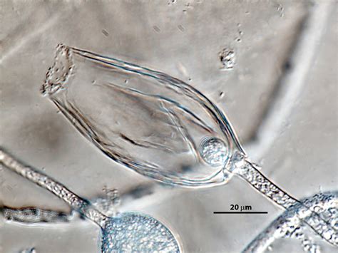 Phytophthora Fragariae In Progress Abad Et Al 2023b Idphy