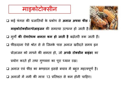Poultry Farming Ppt In Hindi Murgi Palan Pptx Hinduism Religion And Spirituality