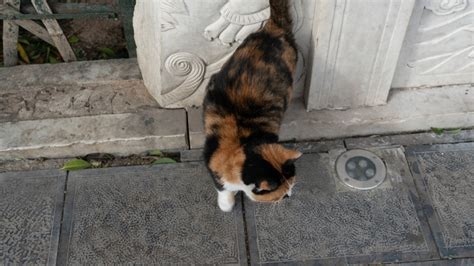 表情家猫 陆地动物 动物摄影 摄影 汇图网www huitu