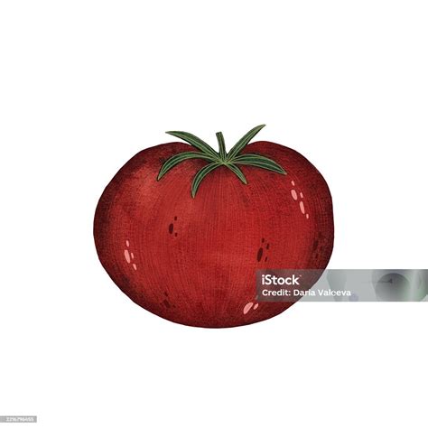 흰색 배경에 고립 된 수채화 빨간 토마토 그림 손으로 그린 신선한 전체 토마토 수확 수채화 그림 채식 유기농 음식 예술 그린