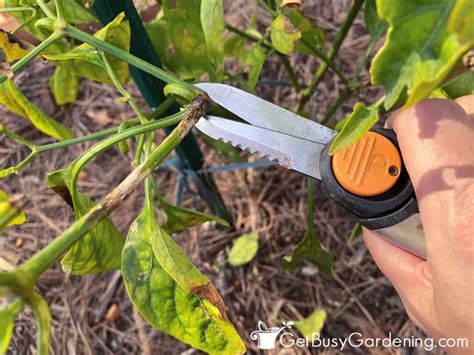How To Prune Pepper Plants For Maximum Yield In 5 Steps Get Busy Gardening