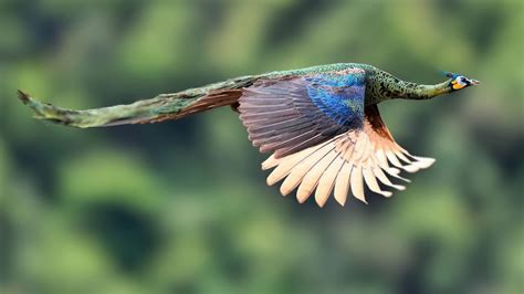 Can Peacocks Fly 5 Astonishing Facts About Peacocks Chirper Birds