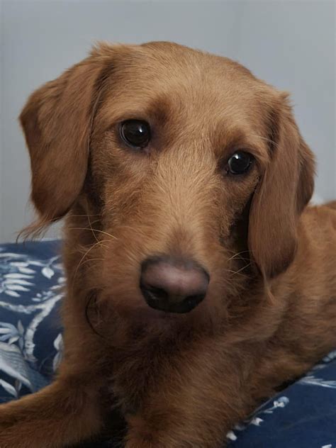 Ruby Roo Almost 14 Months Old And Brings Us Joy Everyday Rlabradoodles