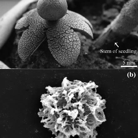 Isolates Of Pythium And Phytophthora Species Used In This Study Download Table
