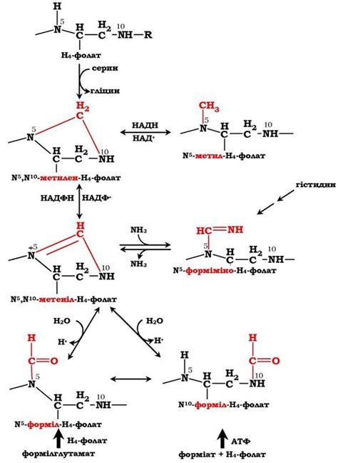 Обмін серину та гліцину Обмін окремих амінокислот ОБМІН І ФУНКЦІЇ