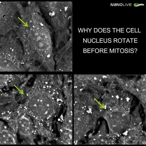 Cell Mysteries Why Does The Nucleus Rotate Beofre Cell Division