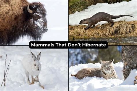 17 Mammals That Dont Hibernate In The Winter Wildlife Informer
