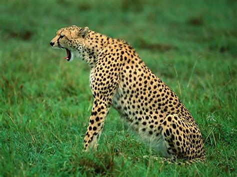 Images Openrndr Guide