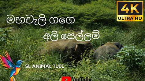 මහවැලි ගගේ අලි සෙල්ලම් Youtube