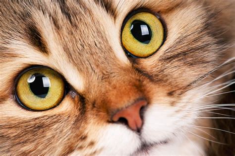 Pyrethrin And Permethrin Poisoning In Cats Cat World